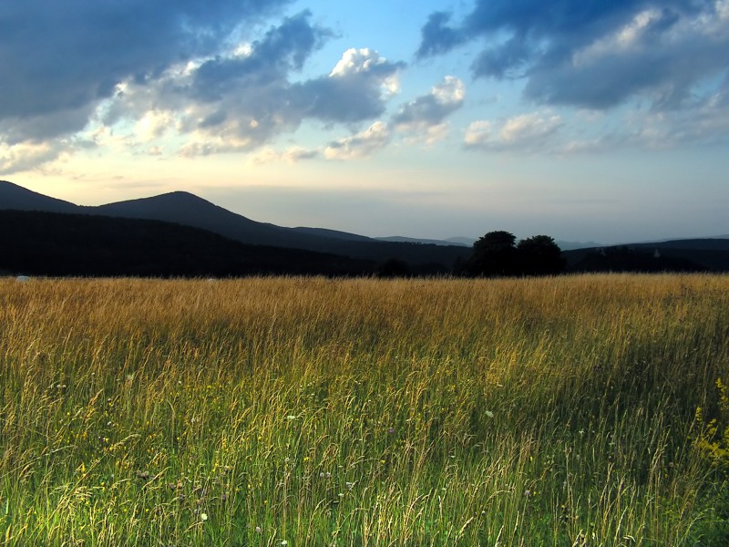 dreamers-paradise: dreamers portrait galerie